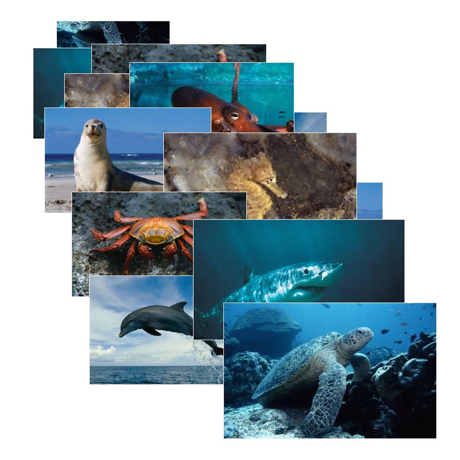Sea Life Poster Set, Set of 14 – childrenscholarstore.com
